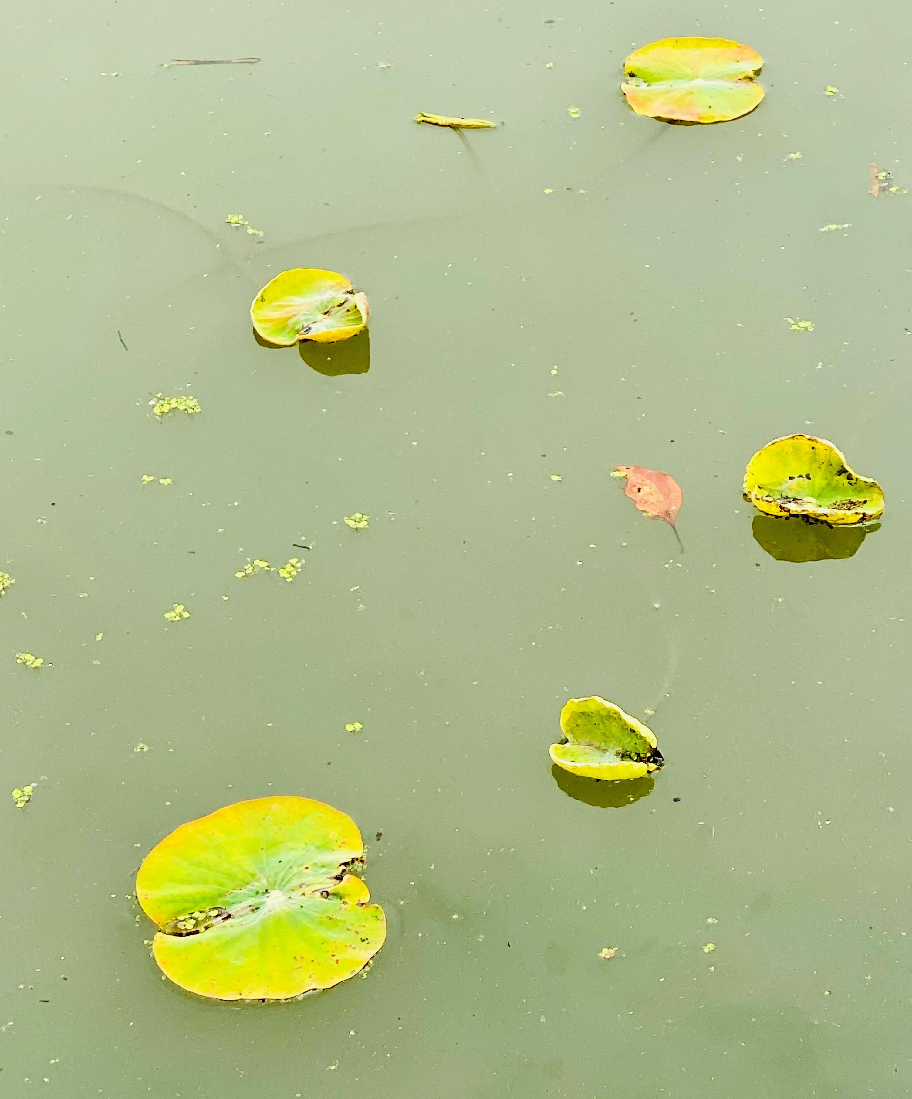 Set storm: Gu Yu - iMedia