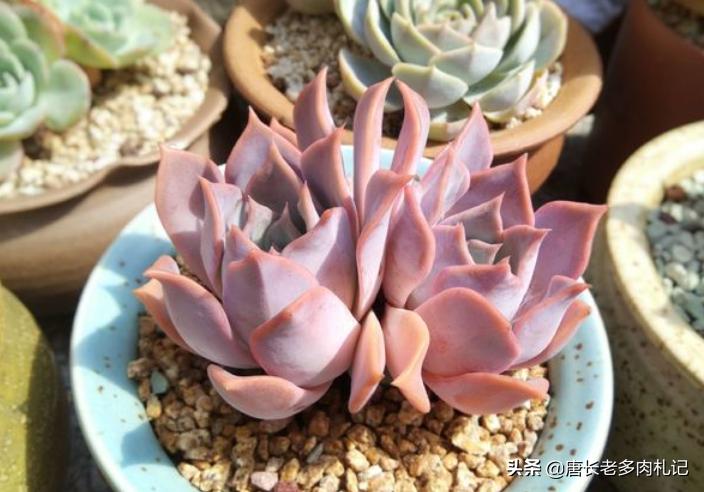 Lucina is very succulent-not afraid of high temperature exposure in ...