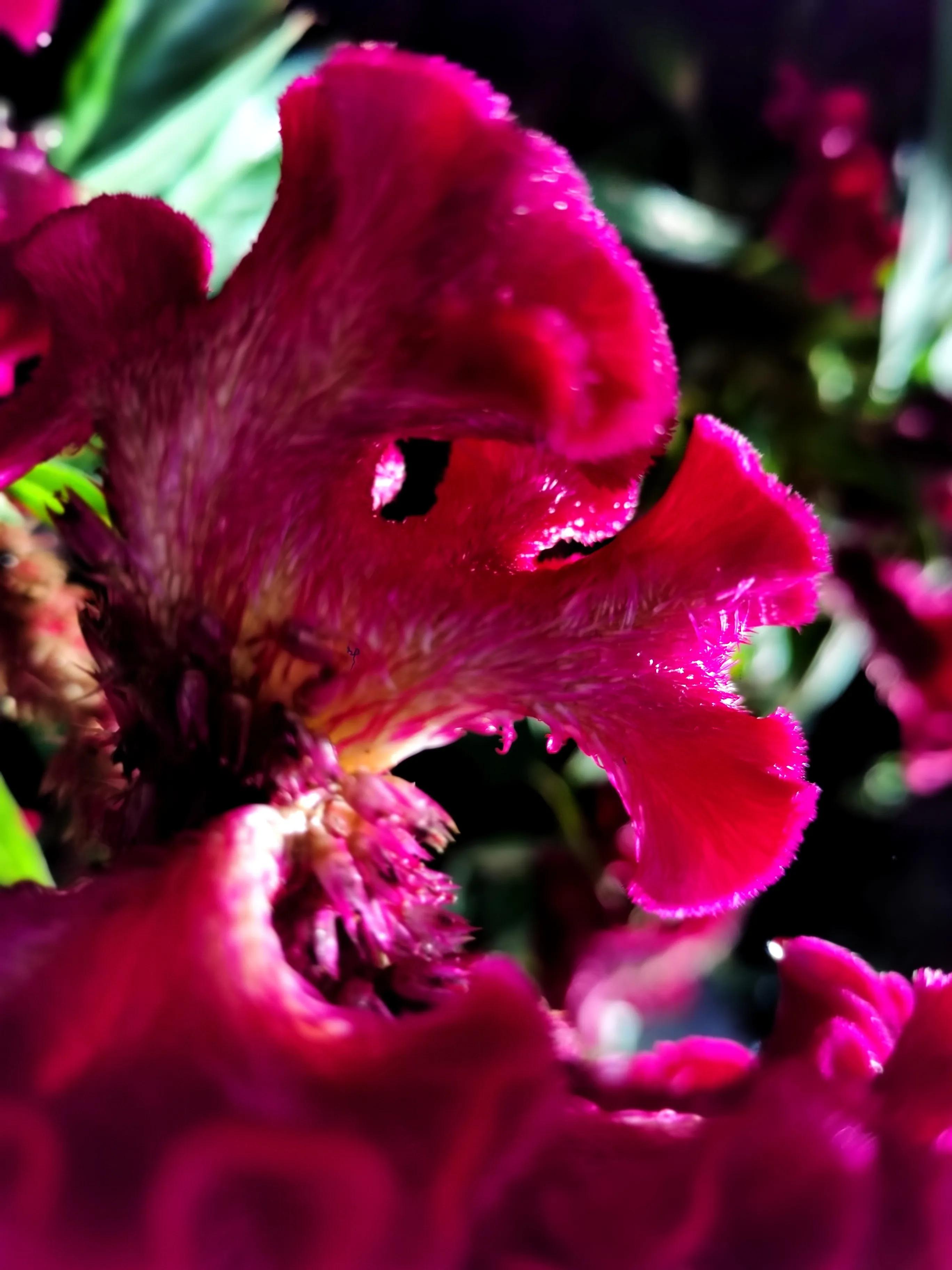 The cockscombs that can be viewed, edible and medicinal, are all ...