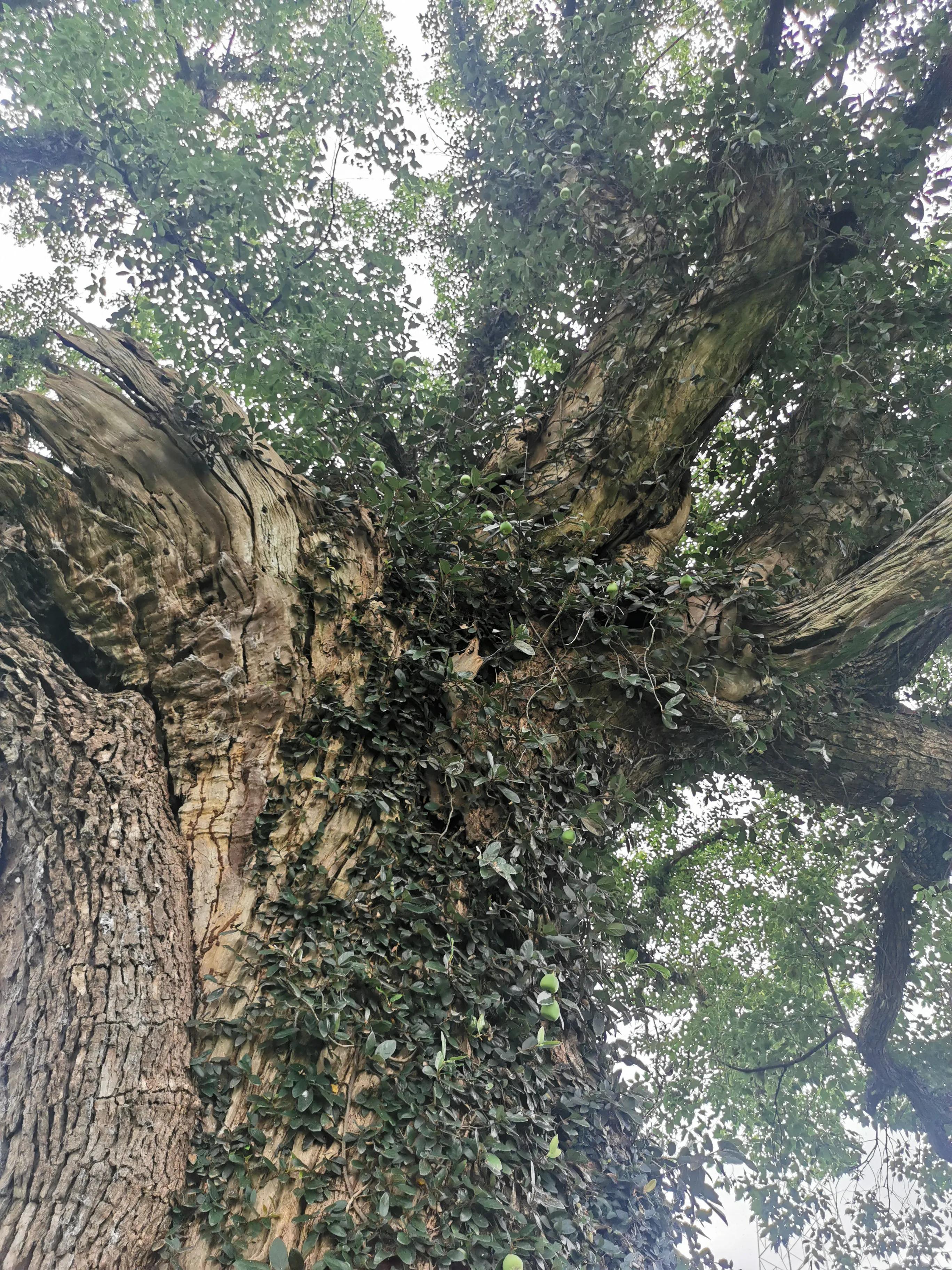 Chinese herbal medicine around you-camphor tree roots - iMedia