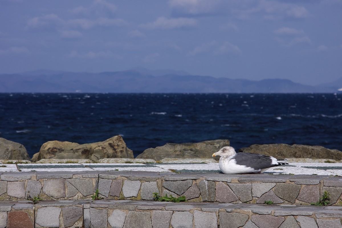 The recently discussed Tsugaru Strait separates Hokkaido and Honshu and ...