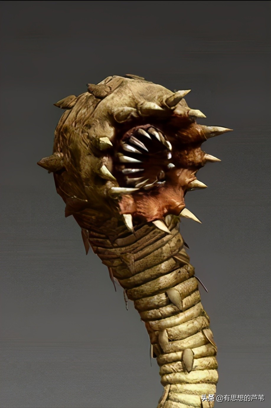 What the hell is the "death bug" that Mongolian prime ministers believe ...