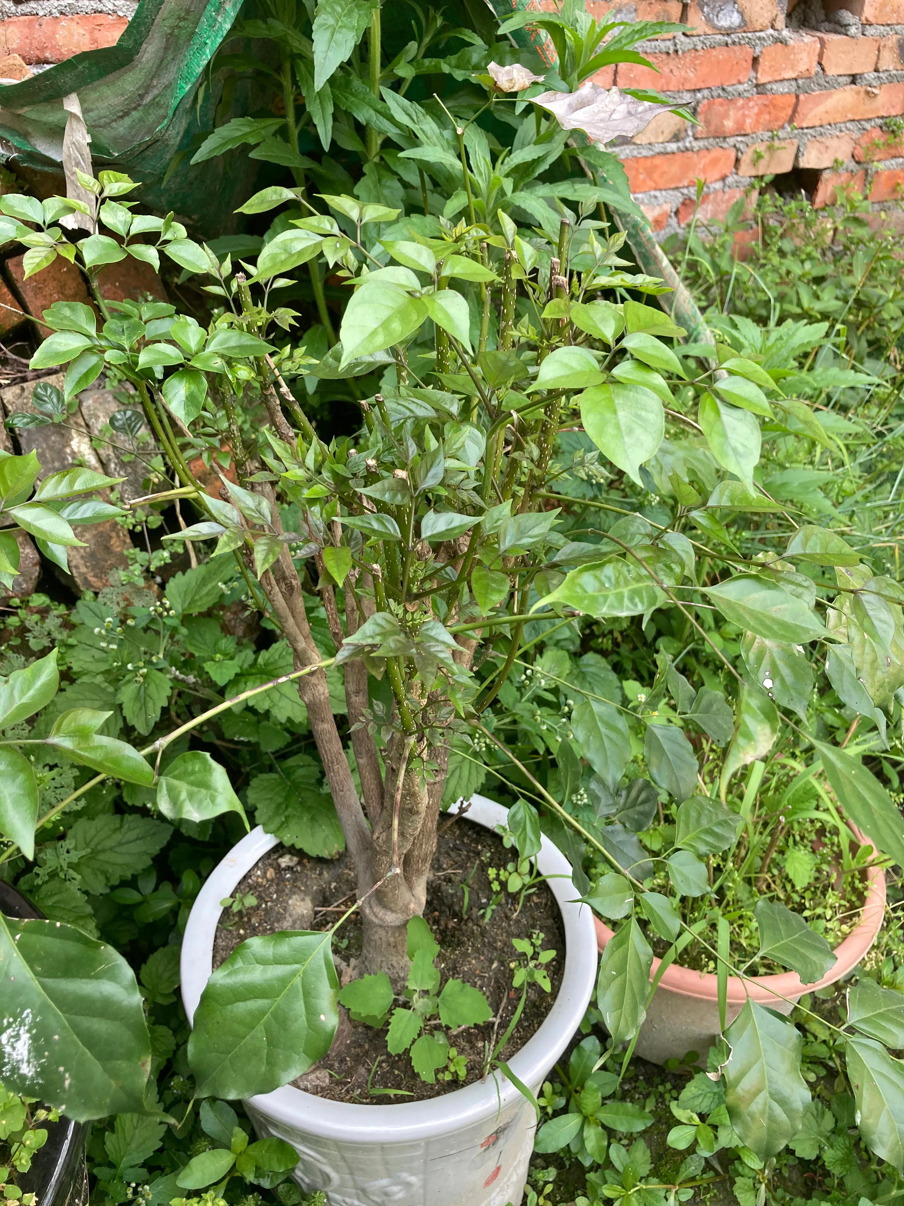 In the same pot of green treasure tree (Happy Tree), if someone else ...