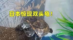 Is the "two-headed turtle" discovered in Japan that has a genetic ...