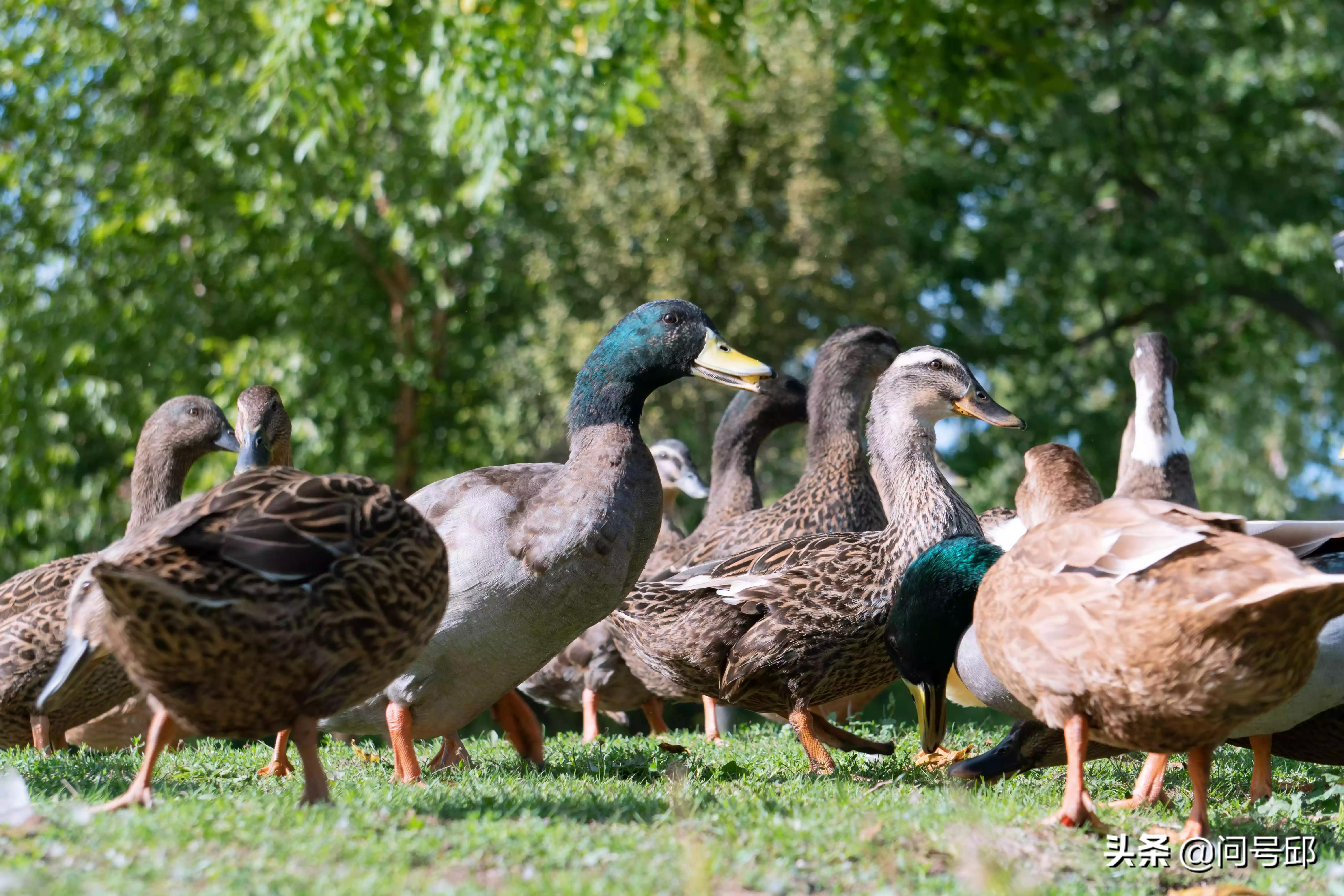 Bread is not the best choice for feeding ducks, ducks may grow deformed ...