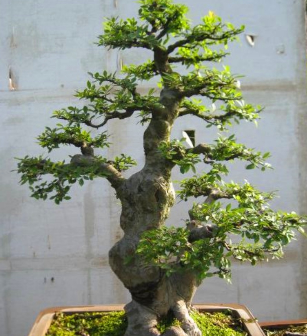 Two kinds of "pimple trees" in the wild, vigorous and simple, with ...