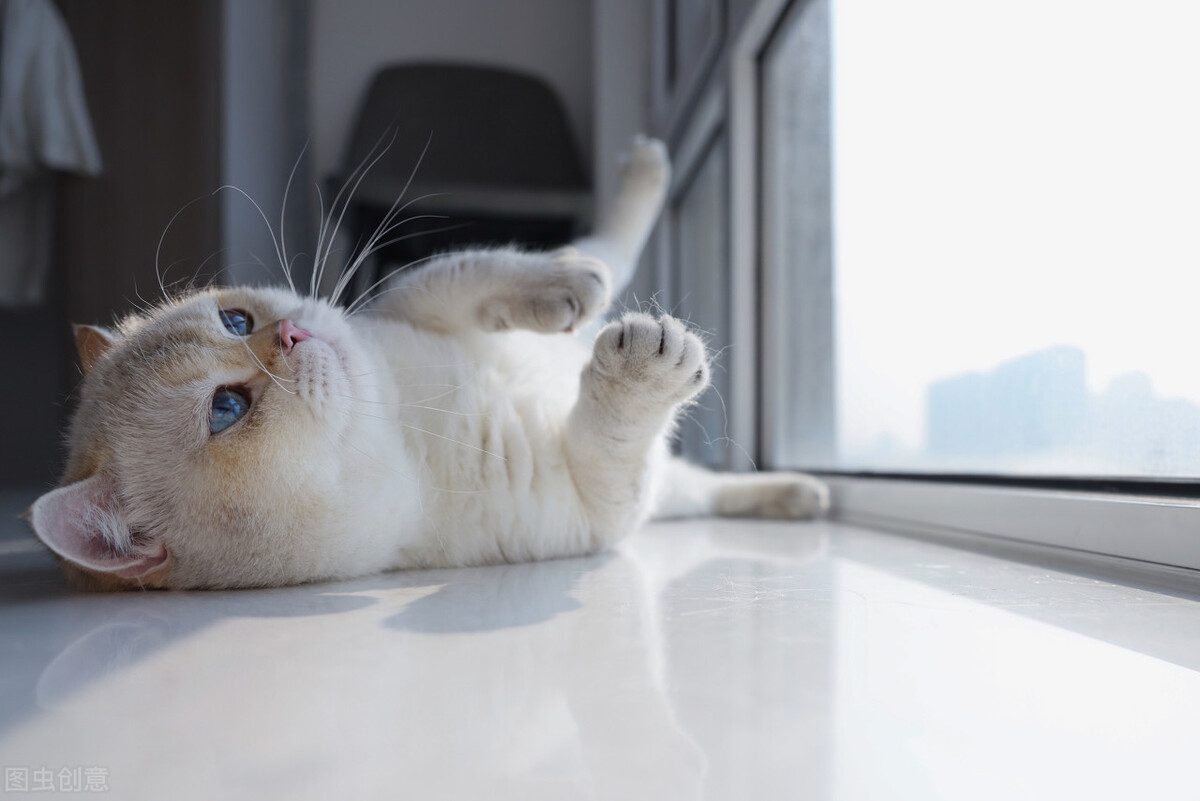 From these aspects of the golden point cat, judge whether the breed is ...