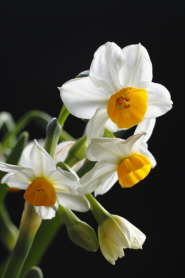 6 kinds of "clean flowers", beautiful and hygienic, easy to maintain ...