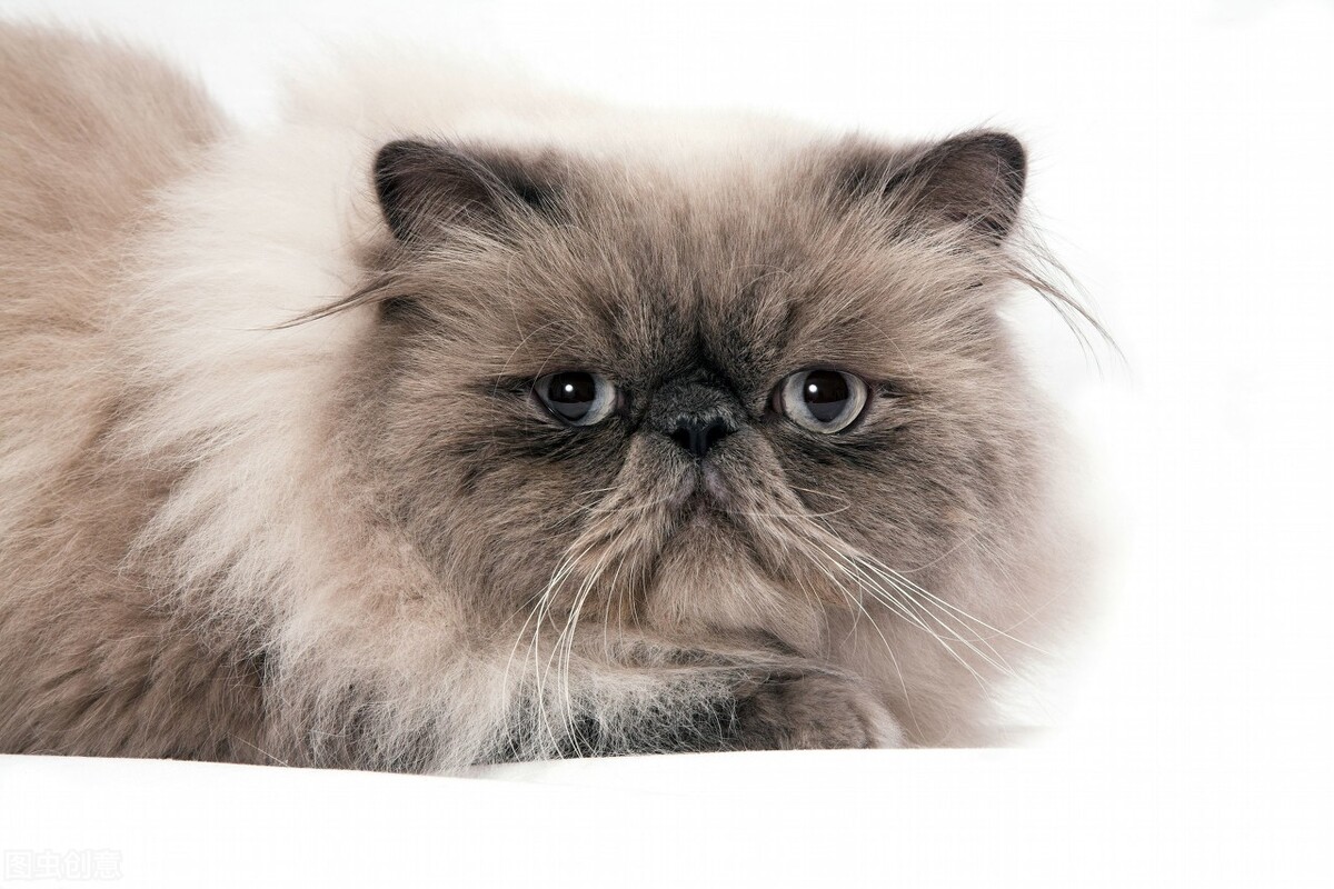 Do you know the appearance of Persian cats?Teach you how to quickly ...