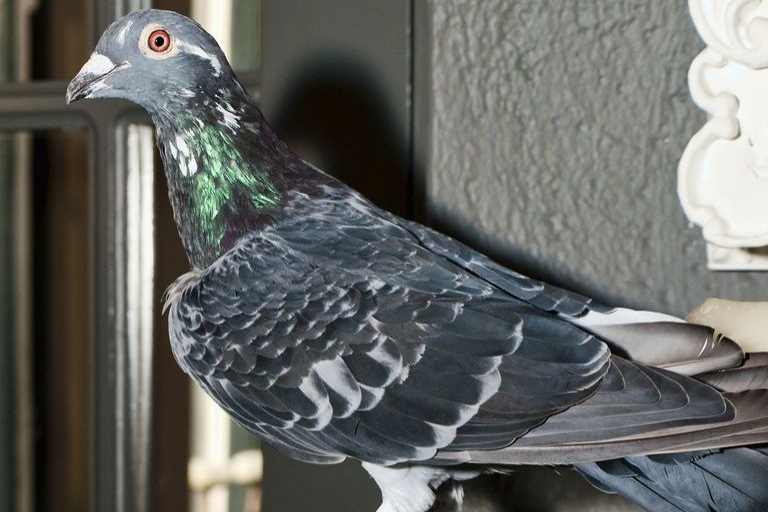 How does one eye cold in racing pigeons cause - iMedia