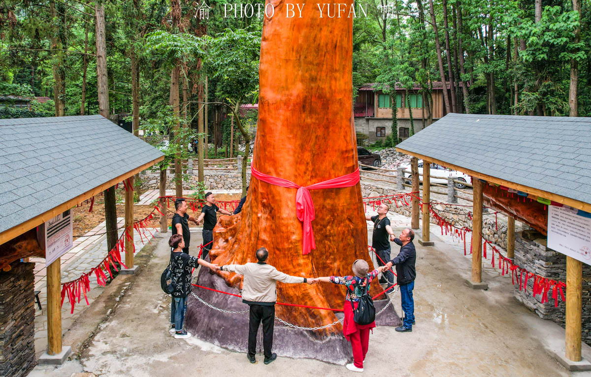 The world's largest golden nanmu tree is 4,300 years old. Unfortunately ...