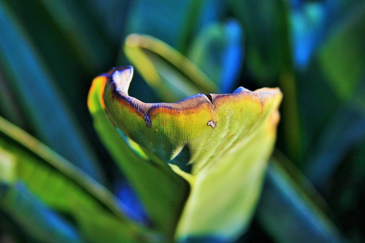 It is recommended not to keep potted bird of paradise in a sunless ...