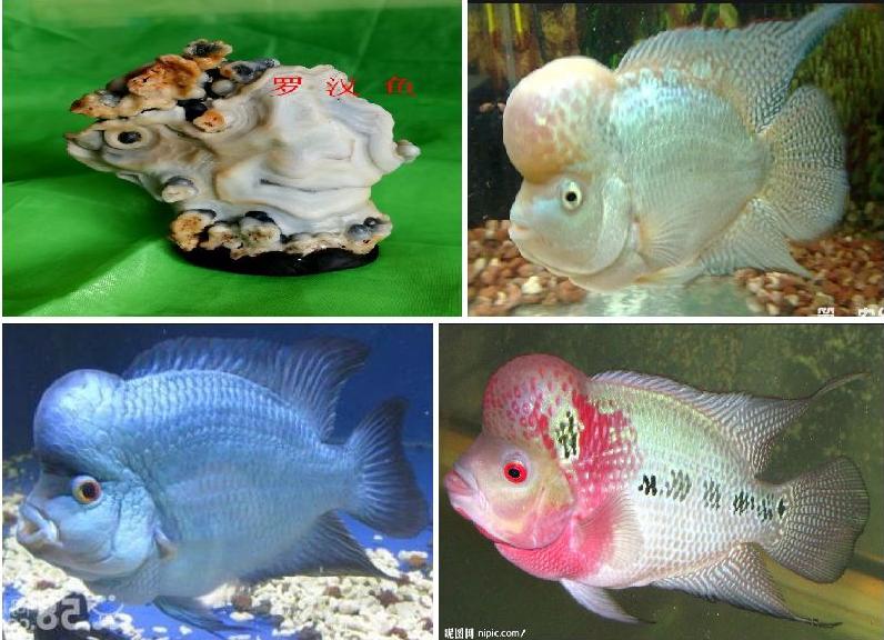 Hieroglyphic stone opal agate "Lohan fish" - iMedia