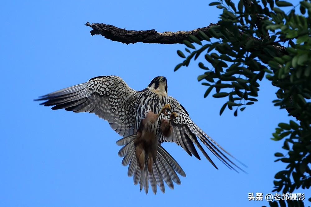 Lightning in the Sky-Yan Falcon - iMedia