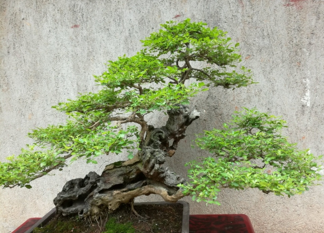 Two kinds of "pimple trees" in the wild, vigorous and simple, with ...