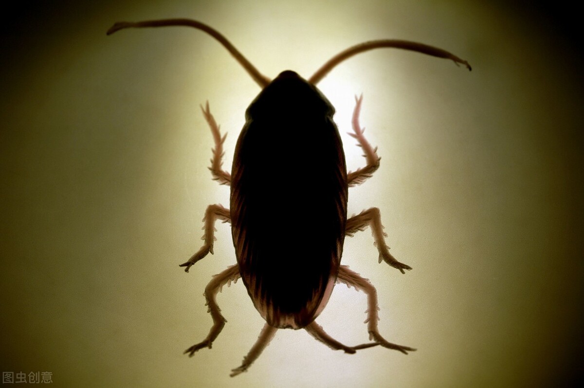 The surviving species of asteroid impact are stronger in space. Is ...