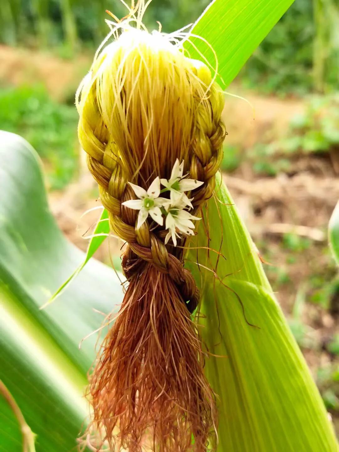 A genius girl playing bad cornfield - iMedia