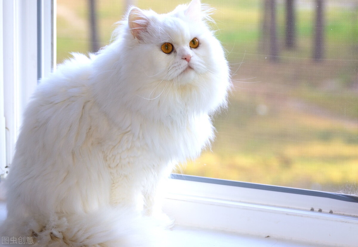 What to do if the Persian cat has soft stools?The solution is here - iMedia