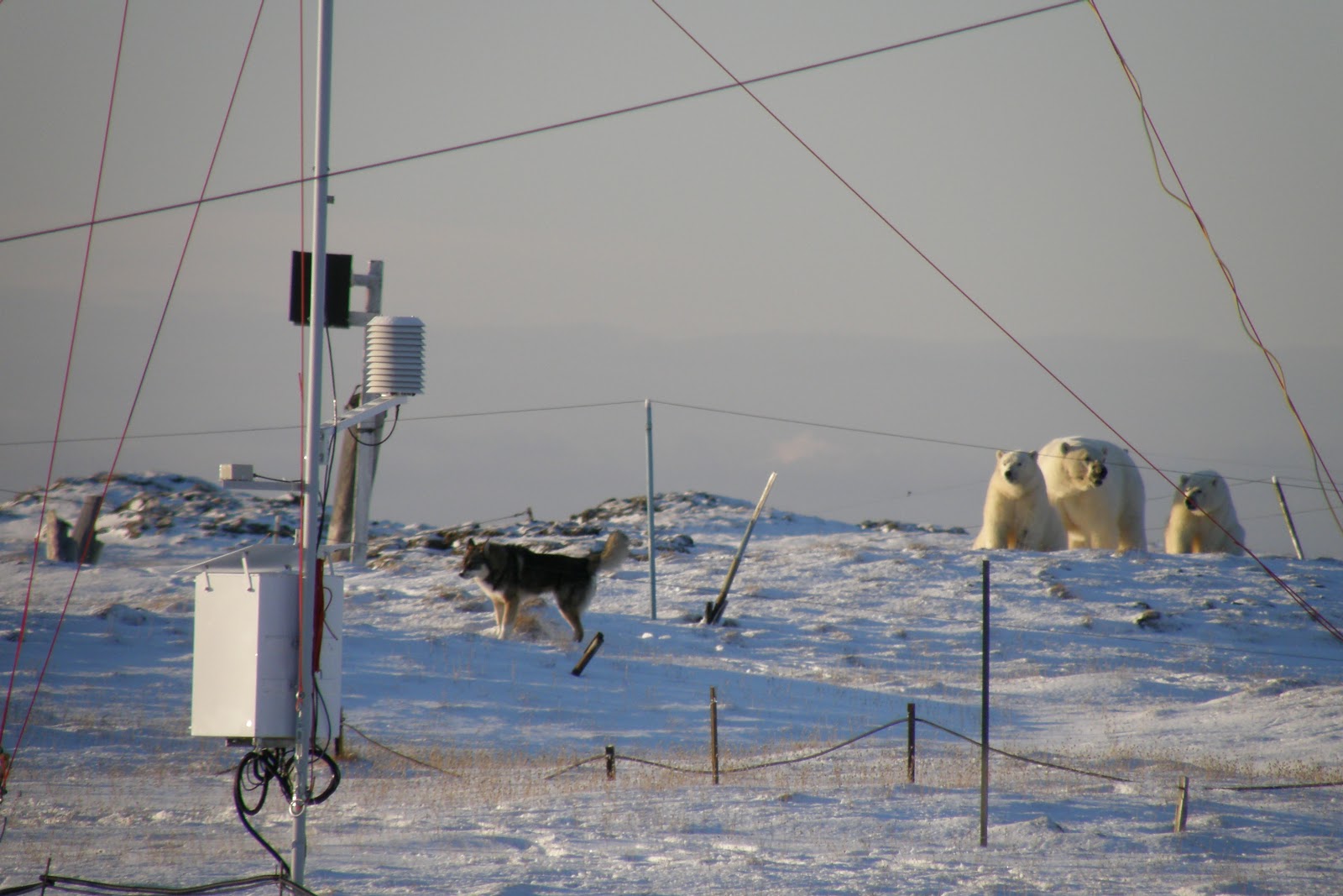 Russia's Arctic military base is so impenetrable that even polar bears ...