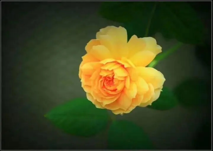 Seven classifications of rose varieties - iMedia