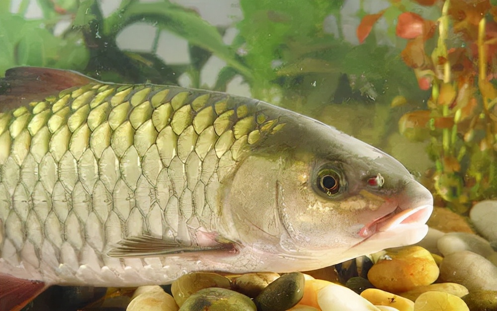 Why are you willing to line up to eat tuo tuo fish? - iMedia