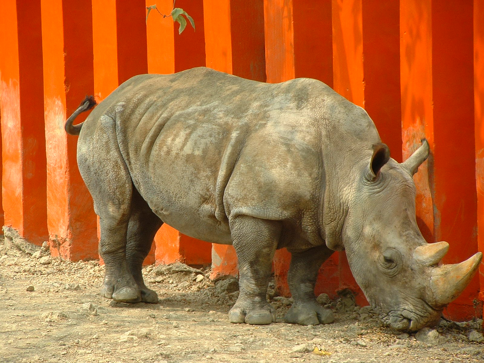 The "most arrogant animal" in the world has teeth more expensive than ...