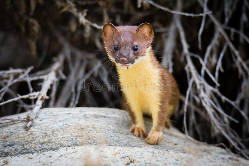 Weasel also has scary animals, and it's hard to escape when ...