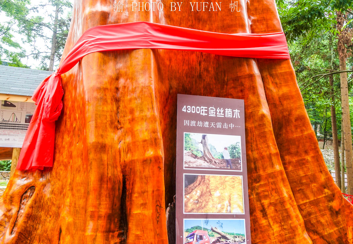 The world's largest golden nanmu tree is 4,300 years old. Unfortunately ...