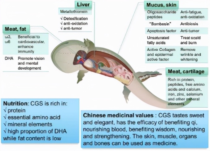 The nutritional value of the giant salamander muscle is so high - iMedia