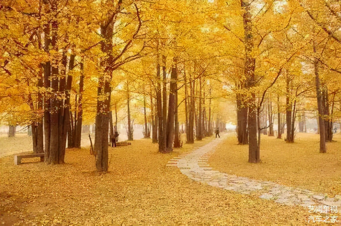 Chengdu ginkgo season: more than just a touch of golden beauty - iMedia