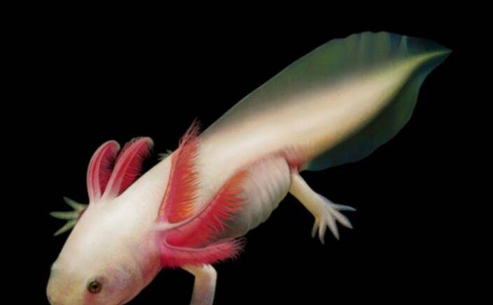 A creature that looks like a "dragon", what kind of existence is the ...