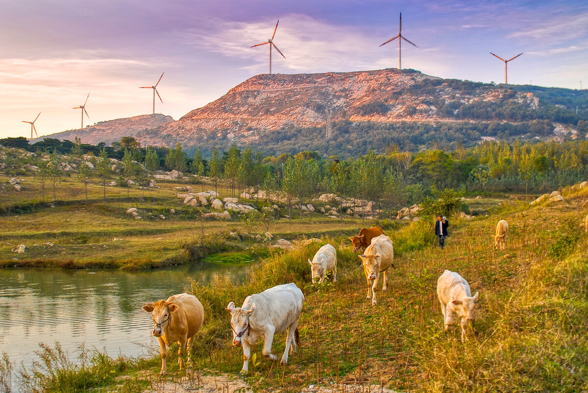 On Nanyang Yellow Cattle - iMedia