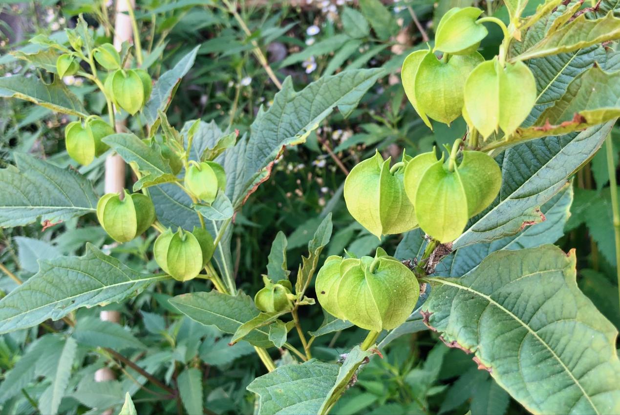 This is the ice powder tree, the seeds are the raw material of the ...