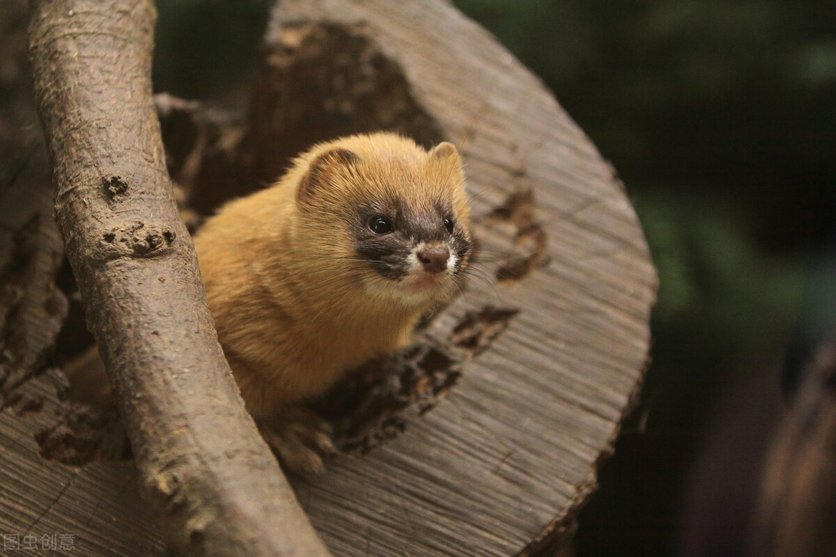 Weasel also has scary animals, and it's hard to escape when ...