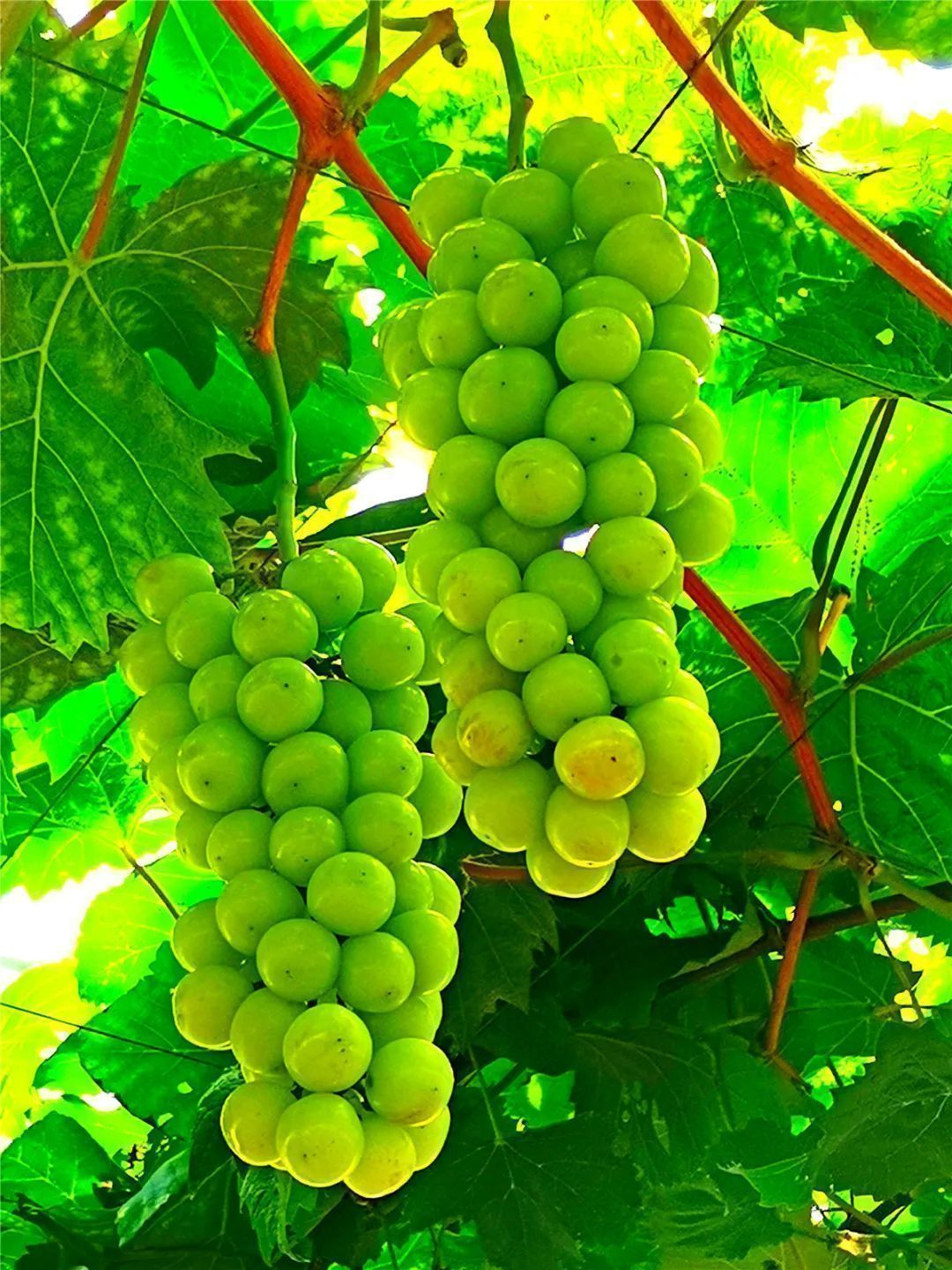 Guilin: the largest sunshine rose grape base-grape island - iMedia