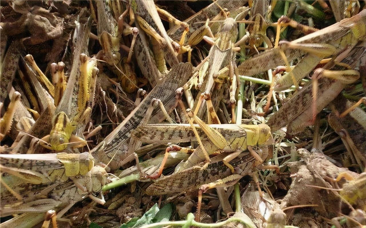 The "Army of Locust" has arrived in Xinjiang, 200,000 pink starlings ...