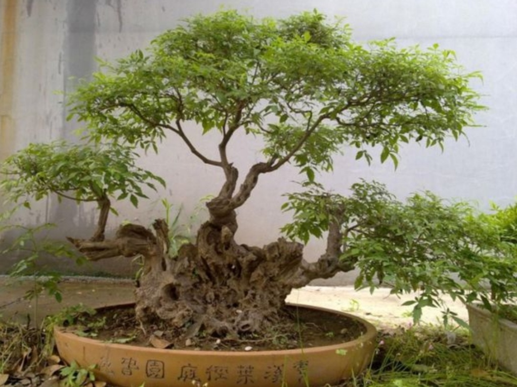 Two kinds of "pimple trees" in the wild, vigorous and simple, with ...