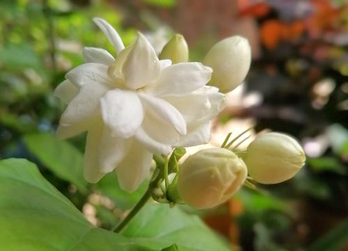 There are so many varieties of fragrant jasmine. How many kinds do you ...