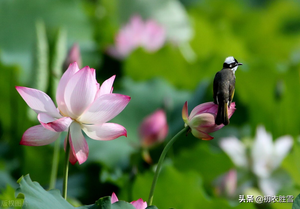 Five Magnificent Lotus Ponds: Thousands of Lotus Flowers, Red Detour ...