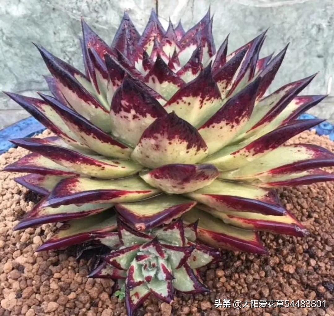 How to raise succulent ebony?Master the 5 key points, the leaves are ...