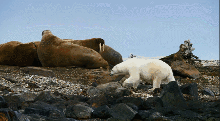 Why do walruses jump off cliffs by suicide?As the climate warms, these ...