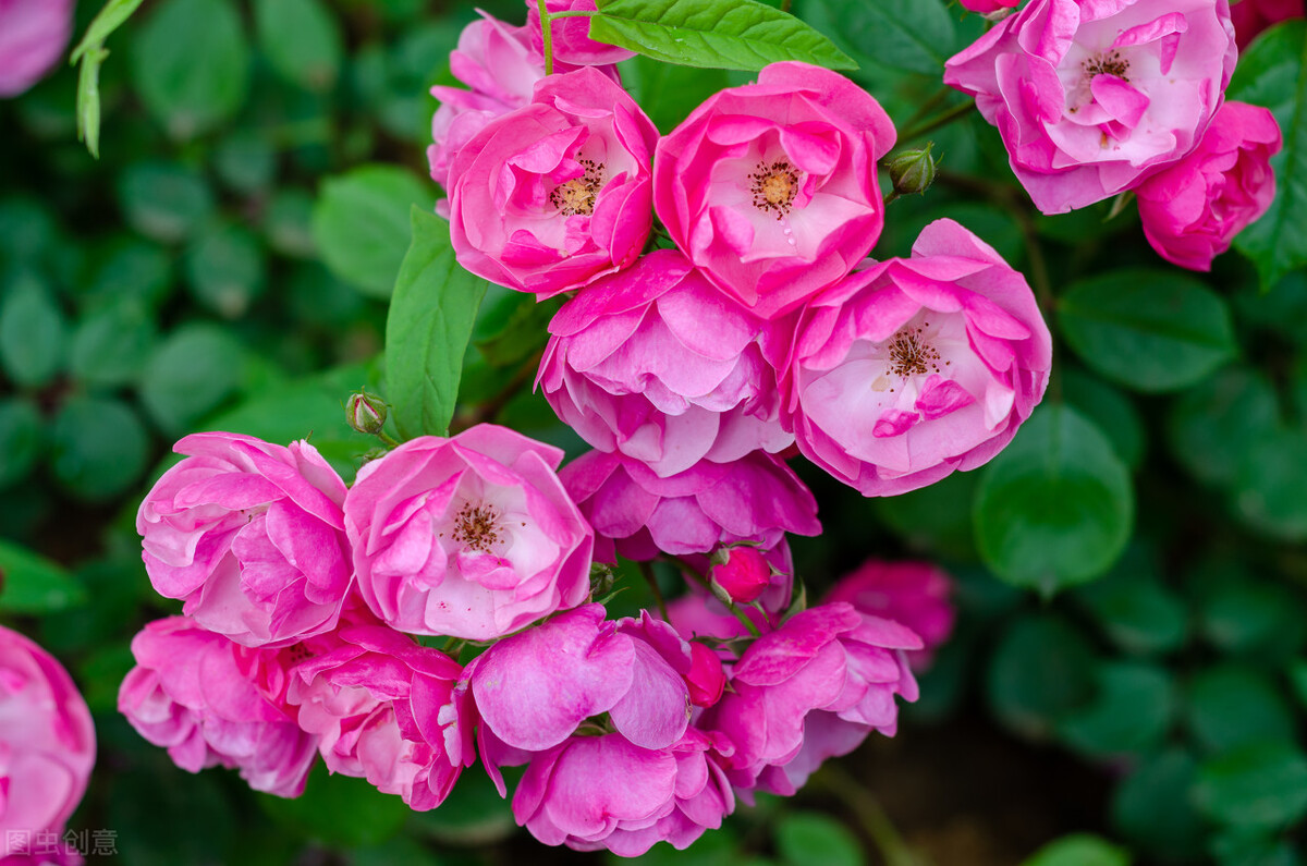 Seven classifications of rose varieties - iMedia