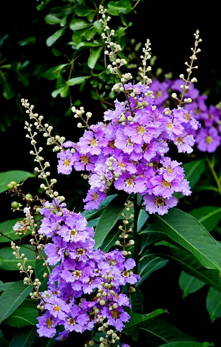 Beautiful arbor flowers ~ Lagerstroemia indica - iMedia
