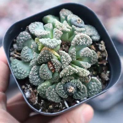 The succulents of the Apricot family, there are many genera, you must ...