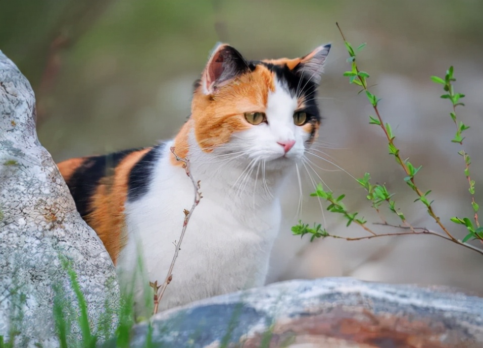 In this life, please be sure to raise a three-flowered cat - iMedia