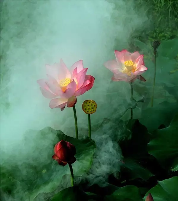 The lotus in the sun is differently red, so you may try these methods ...
