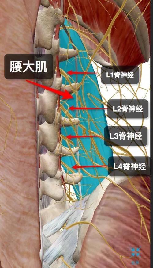 Analysis of "Psoas Major" of Myogenic Low Back Pain (2) - iMedia