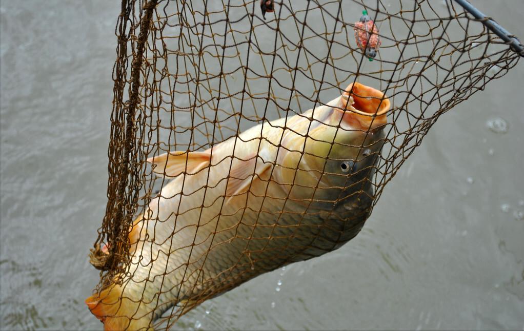 "Three scales" invaded the Yellow River!Introduced into China in 1984 ...