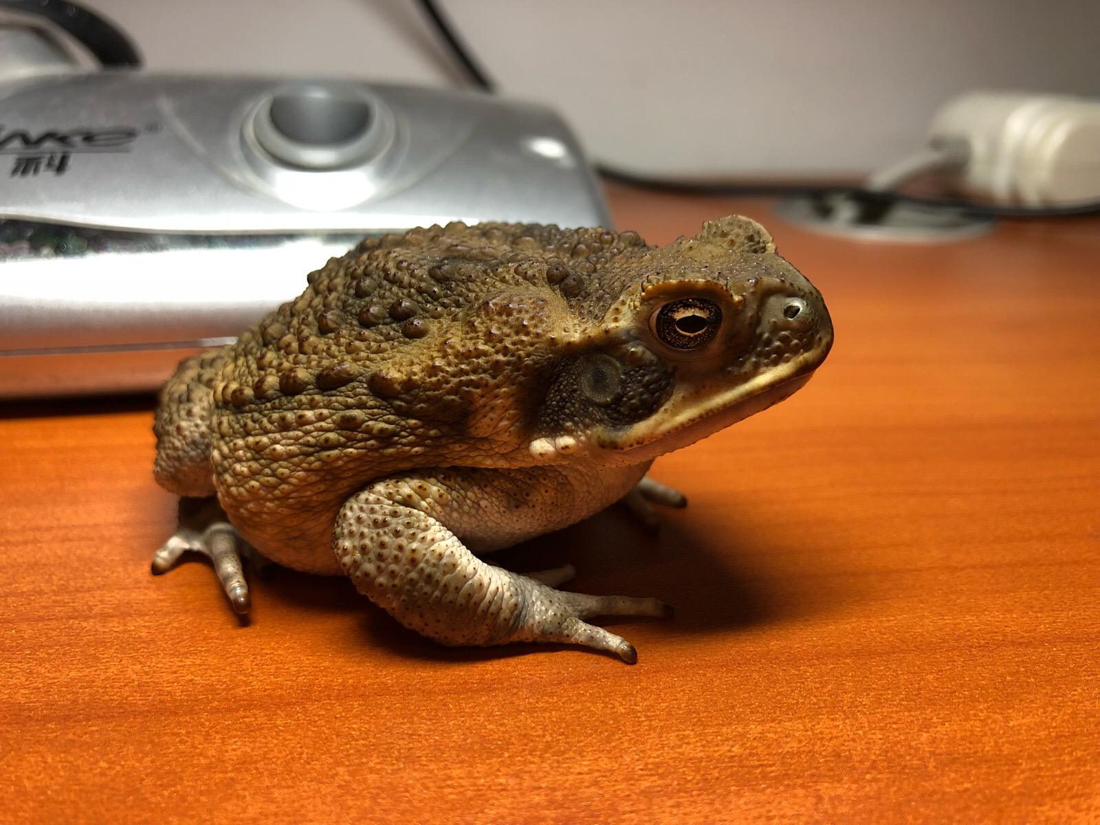 Australian Toads are flooding!What magic power does the sea toad have ...