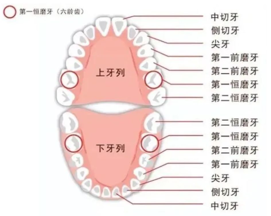 The whole process of changing teeth for children aged 6-12: whether the ...